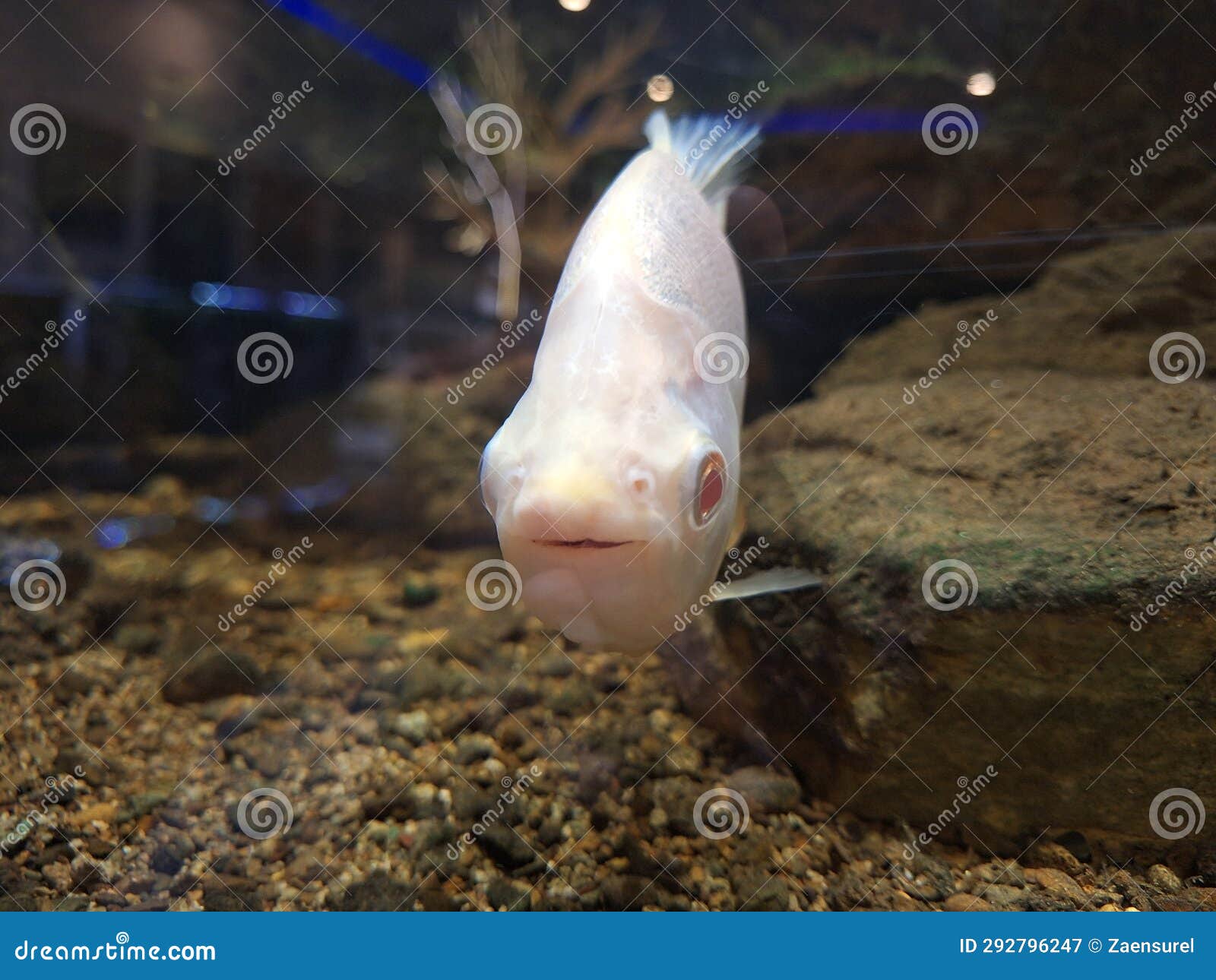 A cute white smiling fish stock image. Image of fishs - 292796247