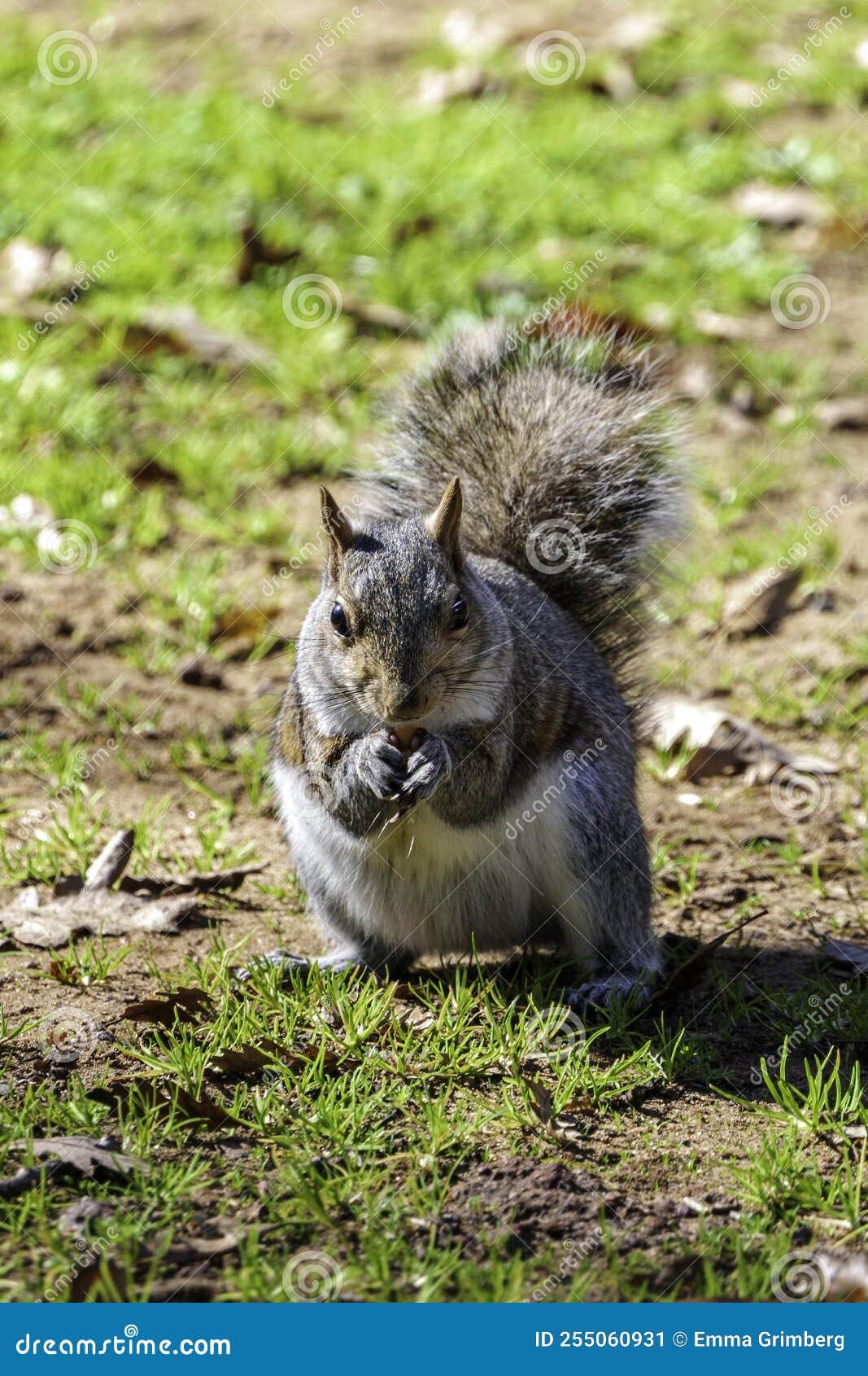 A Cute White Squirrel Close-up Eating a Nut. Selective Focus Stock Image - Image of furry ...