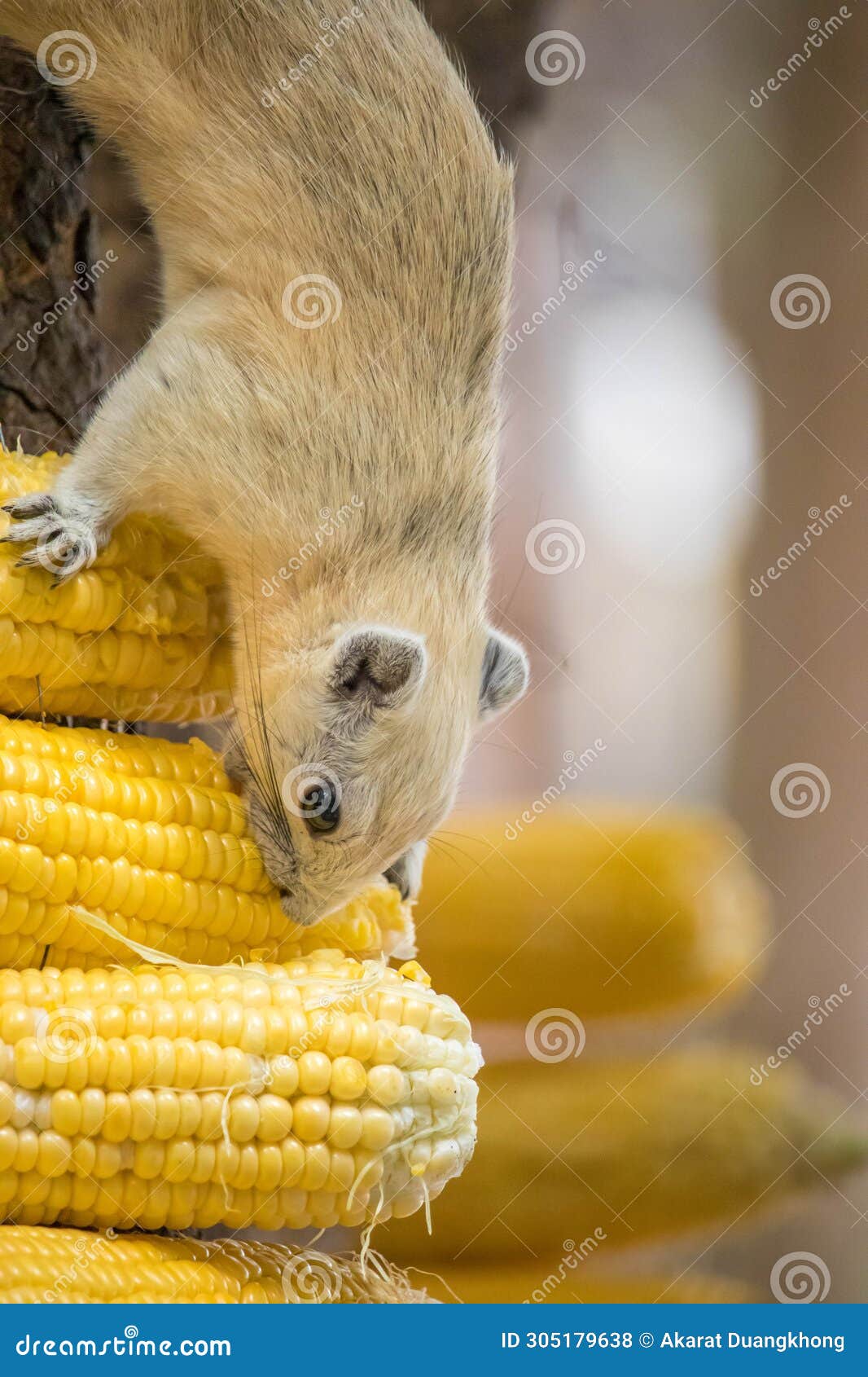 Cute White Squirrel Eating Corn on the Tree Stock Photo - Image of ...