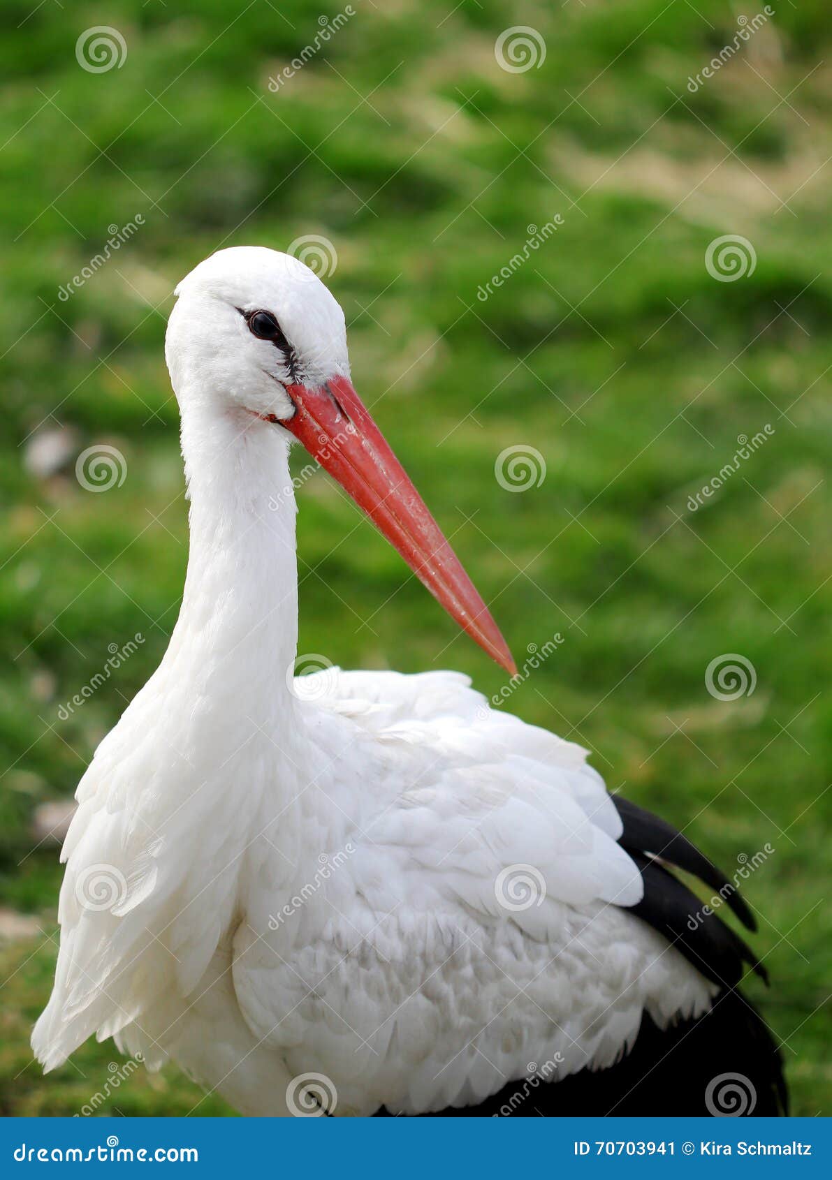 The Cute White Stork Close Up Portrait Stock Image - Image of animal ...