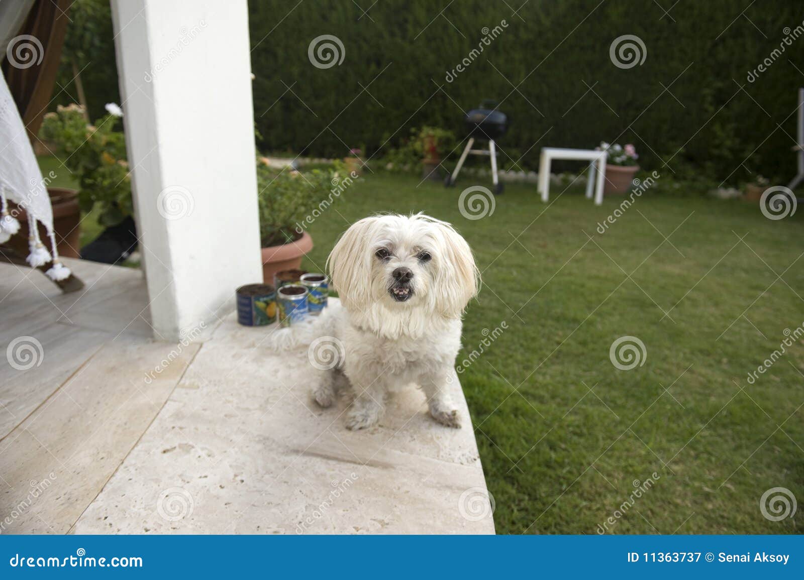 Cute white terrier stock image. Image of friend, animal - 11363737