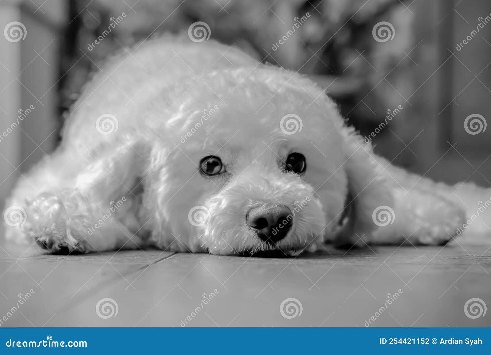 Cute White Toy Poodle Face in Close Up. Stock Photo - Image of lovely ...