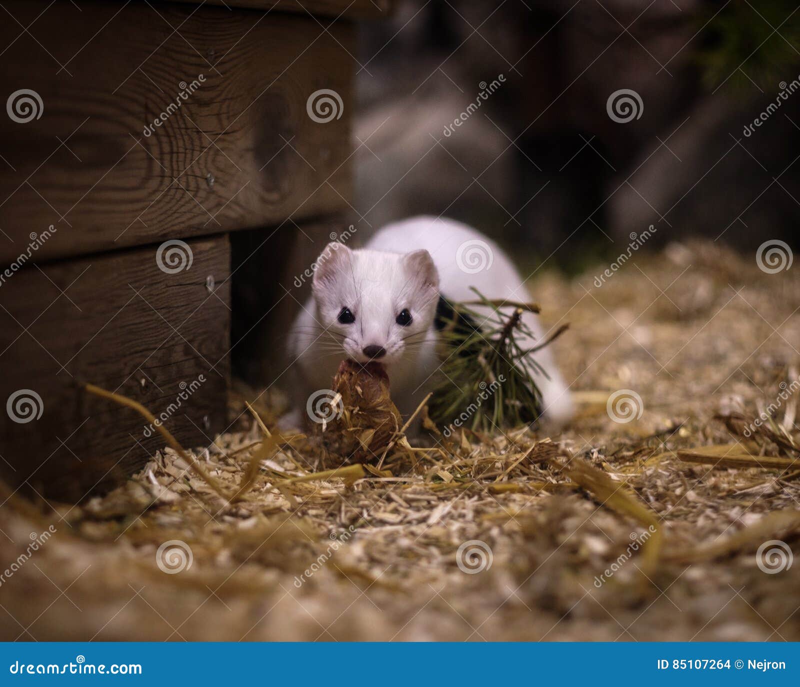 Cute White Weasel at Small Home Zoo Stock Photo - Image of breed ...