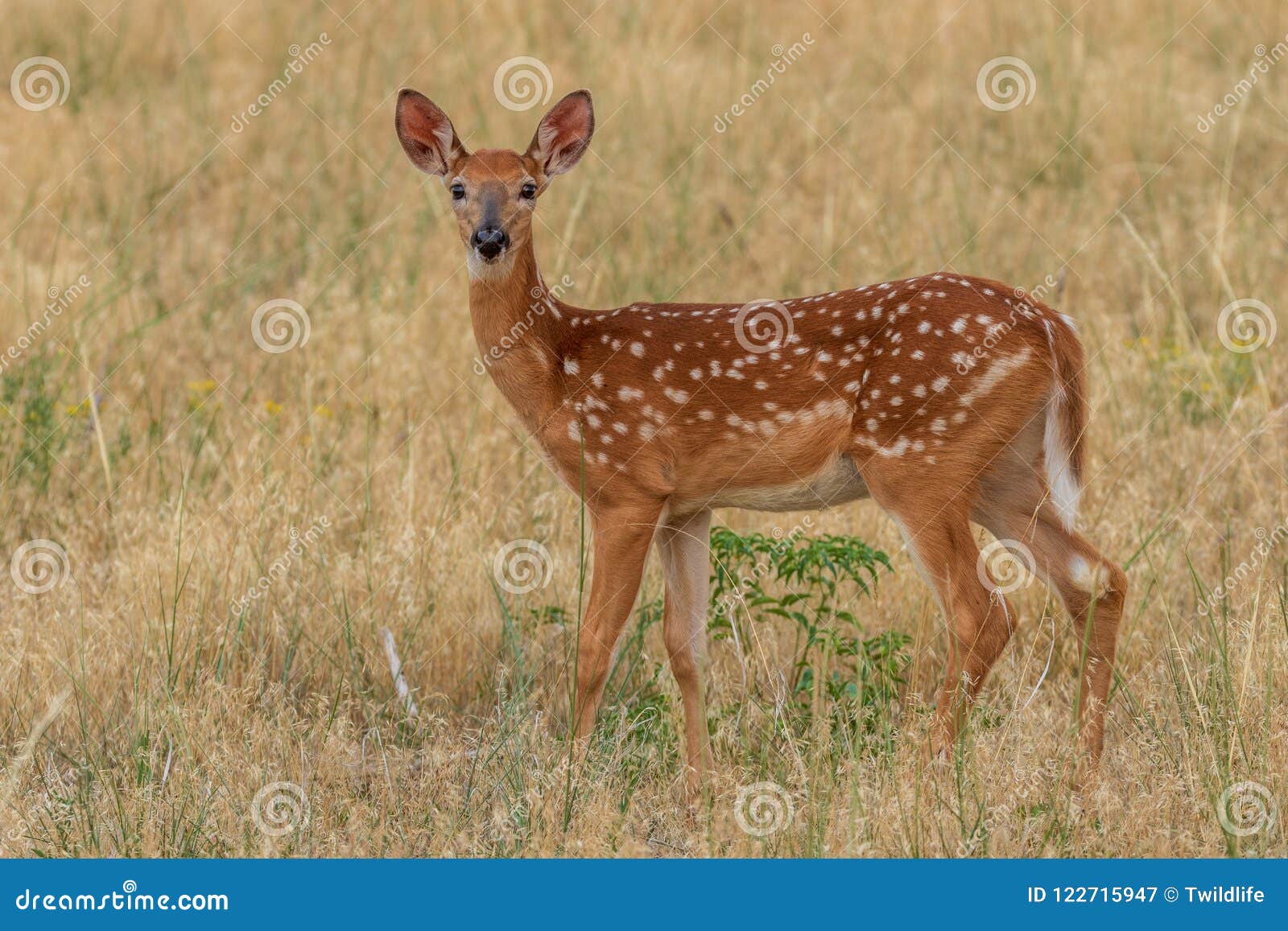 Cute Whitetail Deer Fawn stock image. Image of whitetail - 122715947
