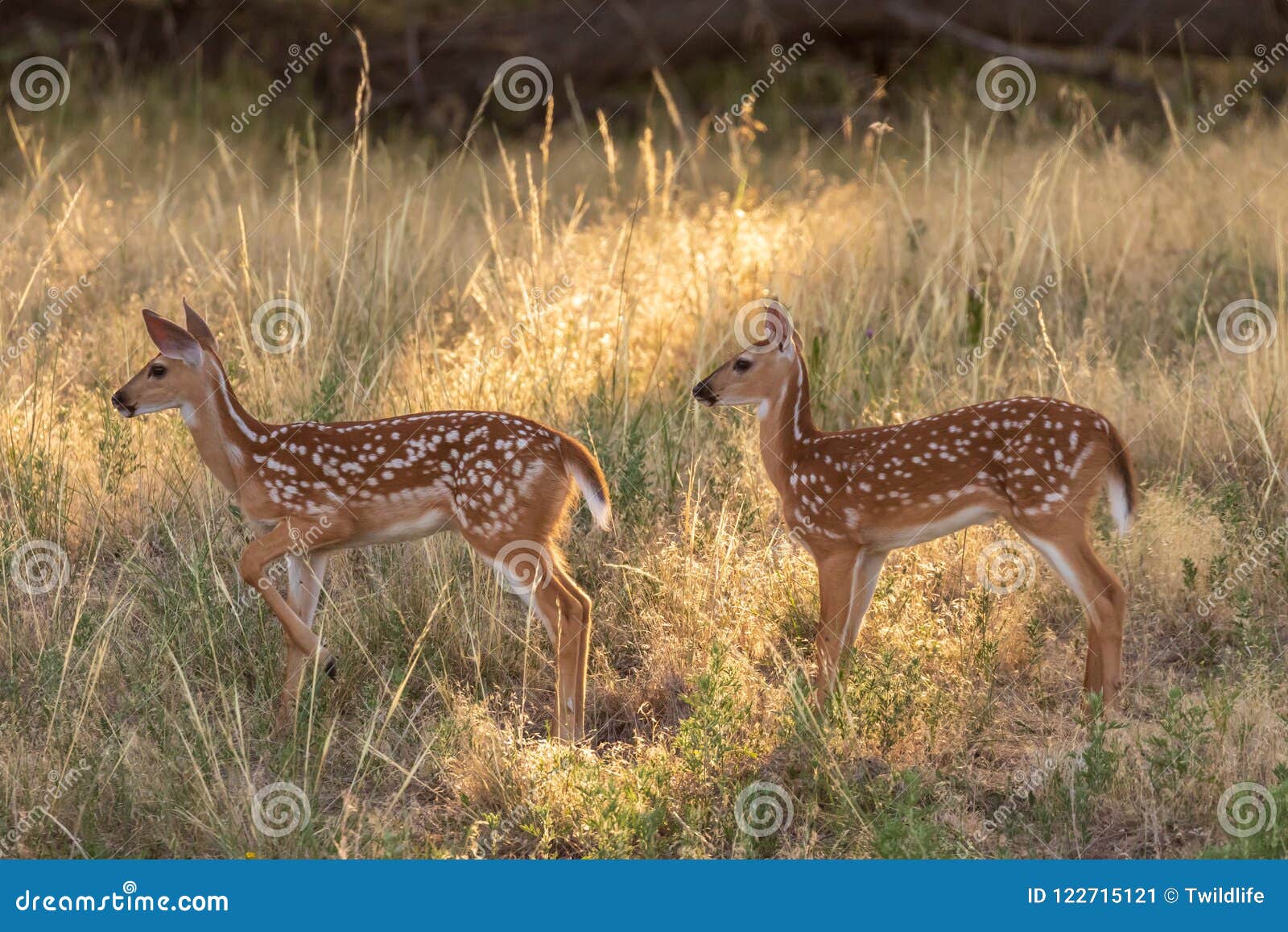 Cute Whitetail Deer Fawns stock image. Image of summer - 122715121