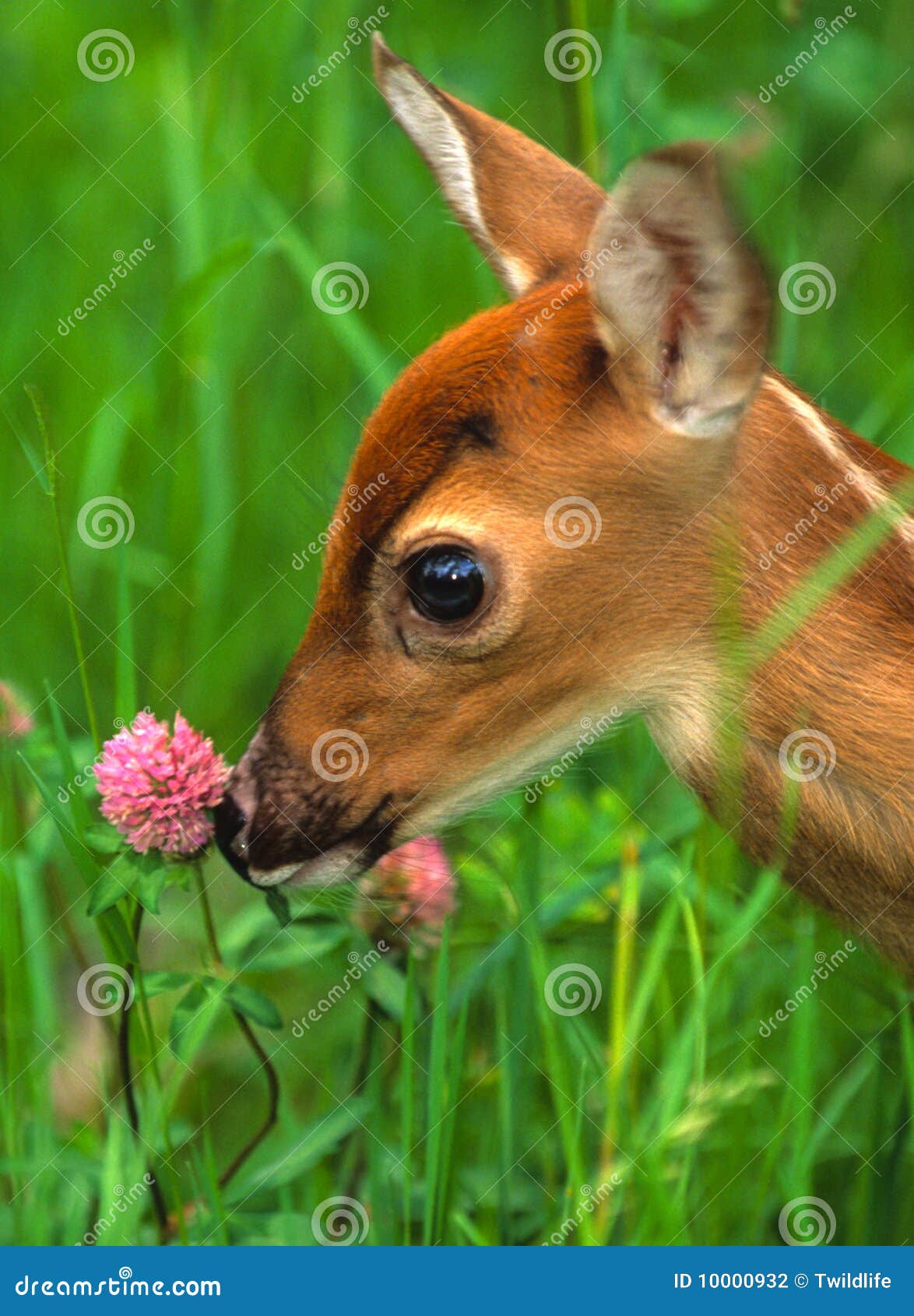 Cute Whitetail fawn stock photo. Image of fawn, deer - 10000932
