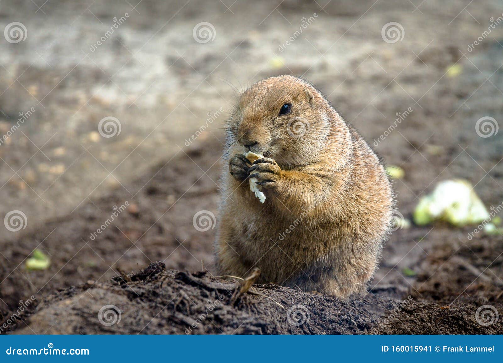 Cute Wild Beaver Eating in Nature Stock Image - Image of close, gnaw ...