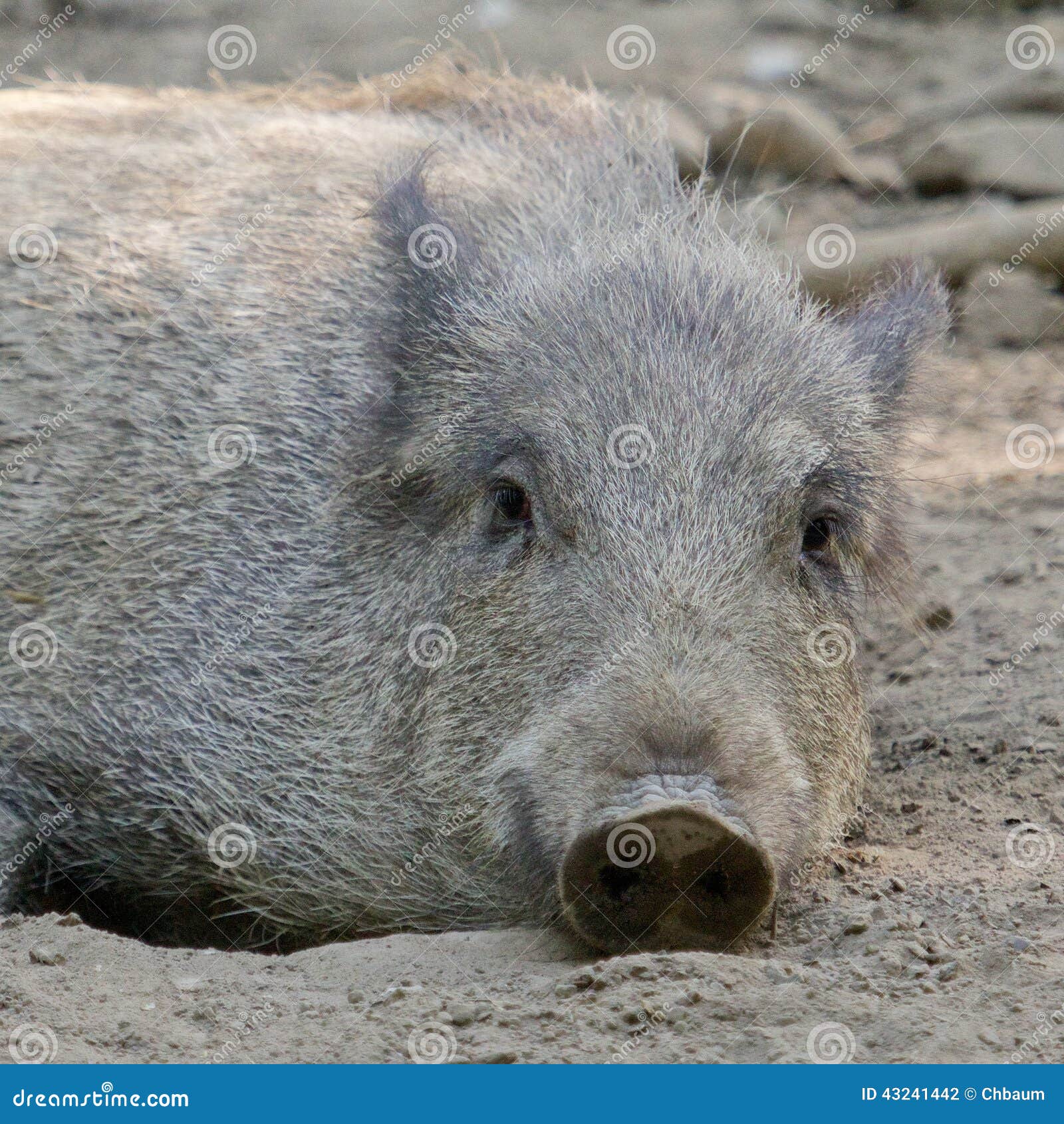 Cute Wild Boar in the mud stock photo. Image of animal - 43241442
