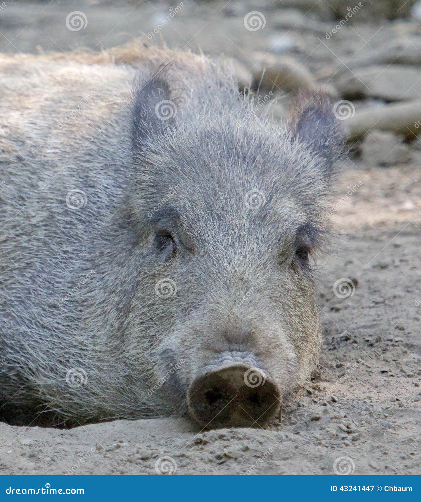 Cute Wild Boar in the mud stock image. Image of outdoor - 43241447