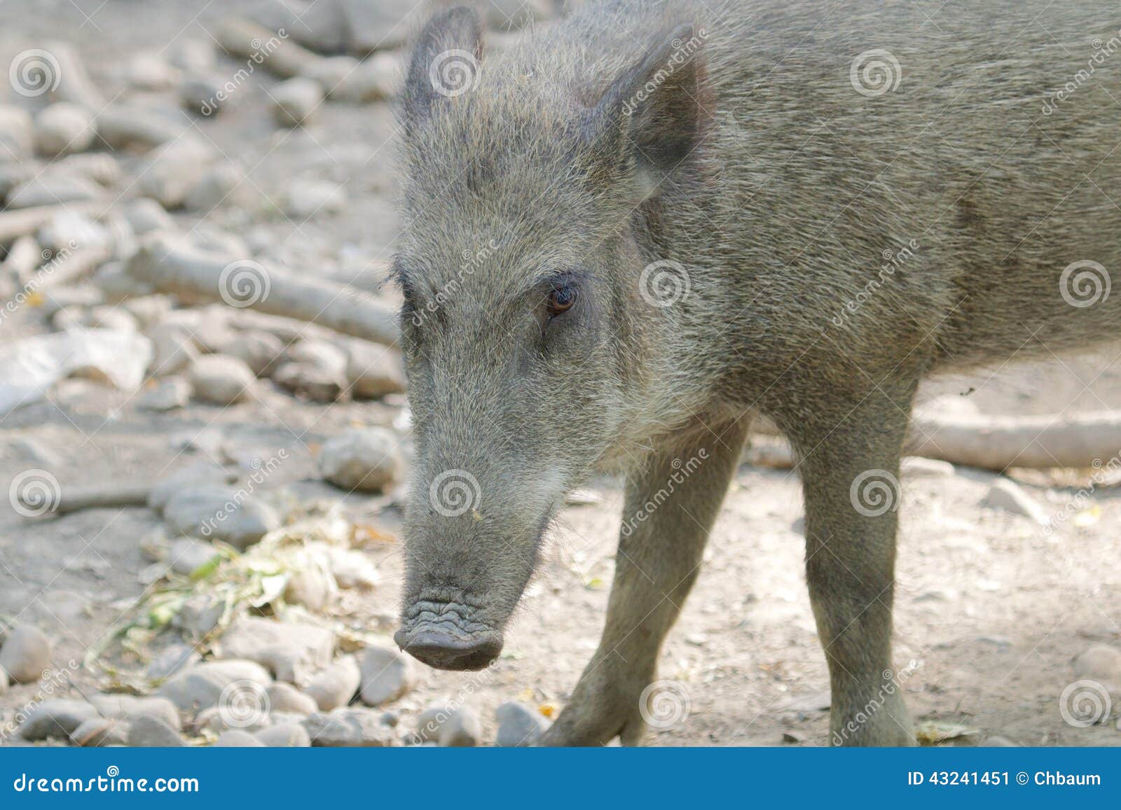 Cute Wild Boar in the mud stock image. Image of funny - 43241451