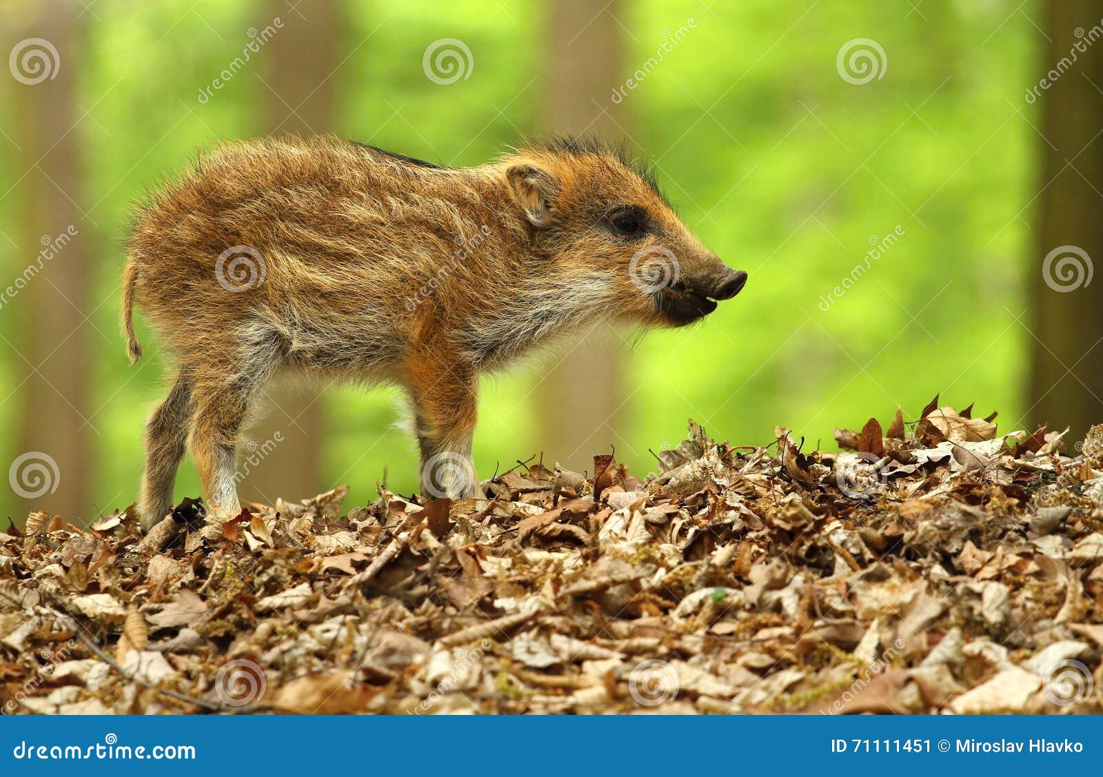 Cute wild boar stock image. Image of striped, scrofa - 71111451