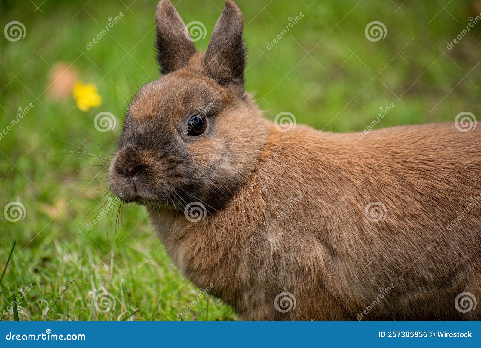 Cute Wild Brown Rabbit in the Yard, Close-up Stock Photo - Image of ...