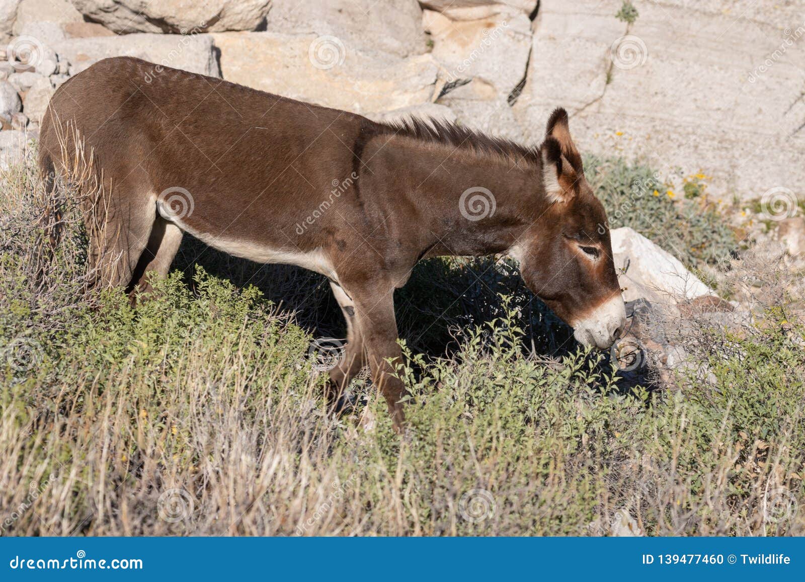 Cute Wild Burro in the Desert Stock Photo - Image of burro, arizona ...