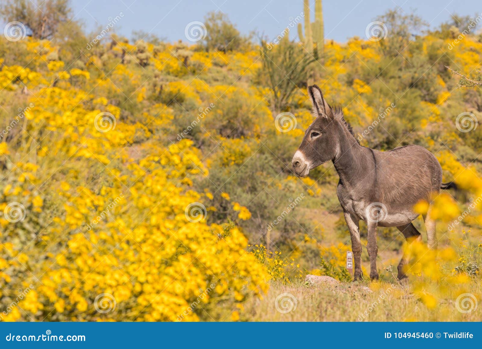 Cute Wild Burro in the Desert in Spring Stock Photo - Image of ...