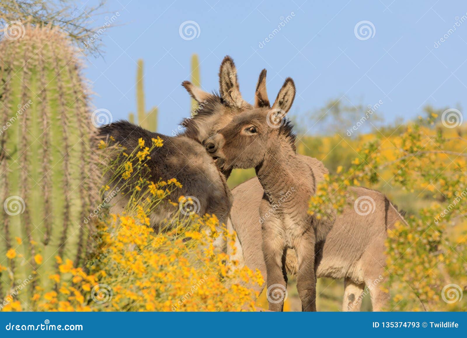 Cute Wild Burros in Spring stock image. Image of donkey - 135374793