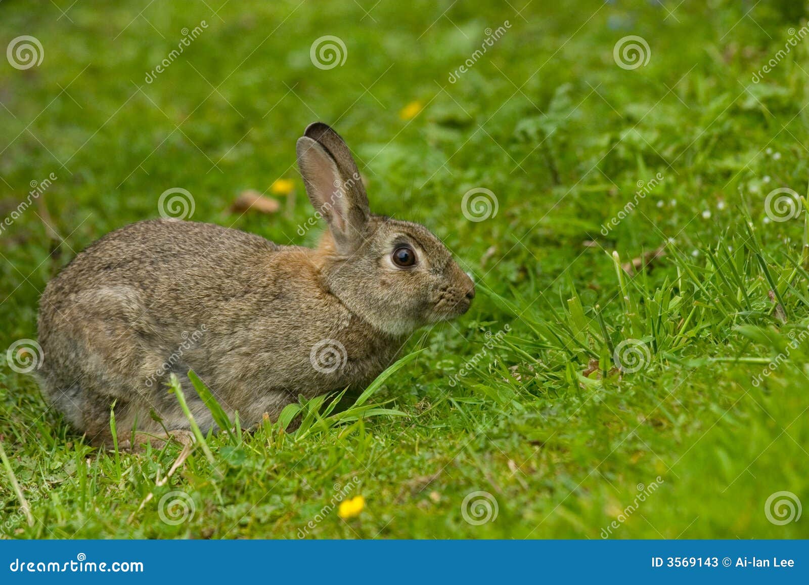 Cute Wild European Rabbit stock image. Image of easter - 3569143