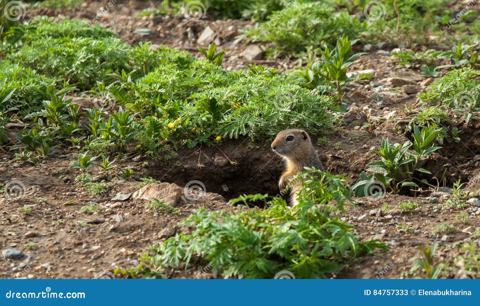 Cute Wild Gopher Looking Out of Hole Stock Image - Image of outdoor ...