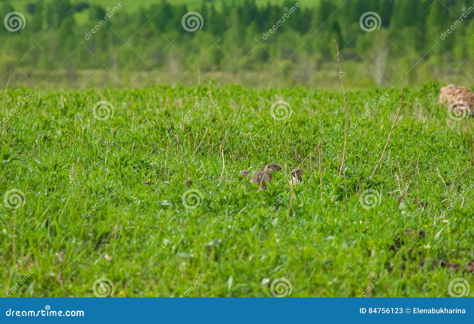 Cute Wild Gophers in the Grass Stock Image - Image of field, wild: 84756123