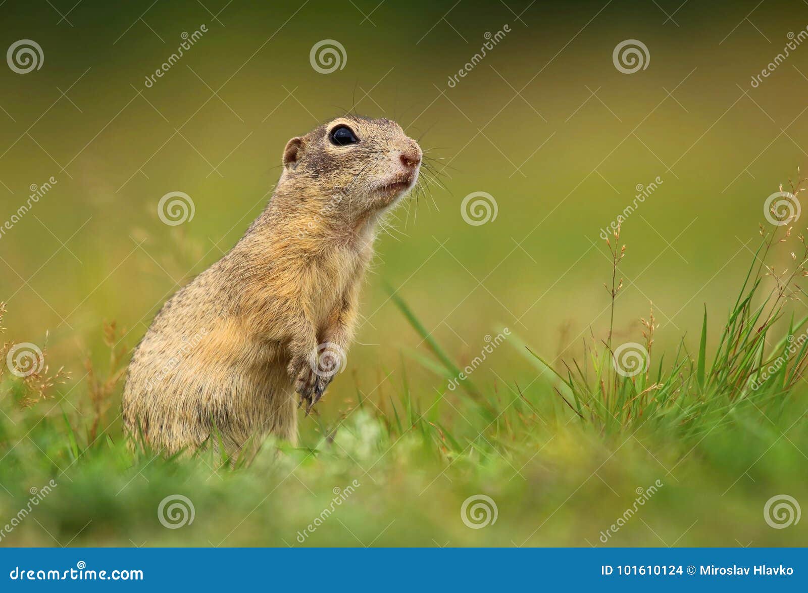 Cute hairy ground squirrel stock photo. Image of little - 101610124