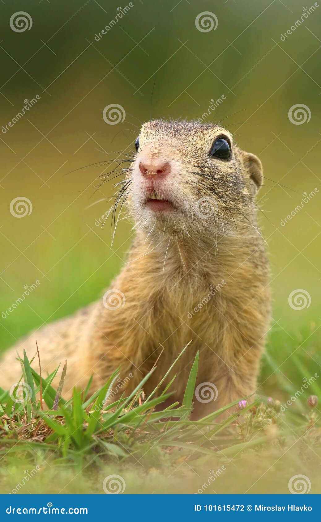 Ground squirrel portrait stock photo. Image of hairy - 101615472