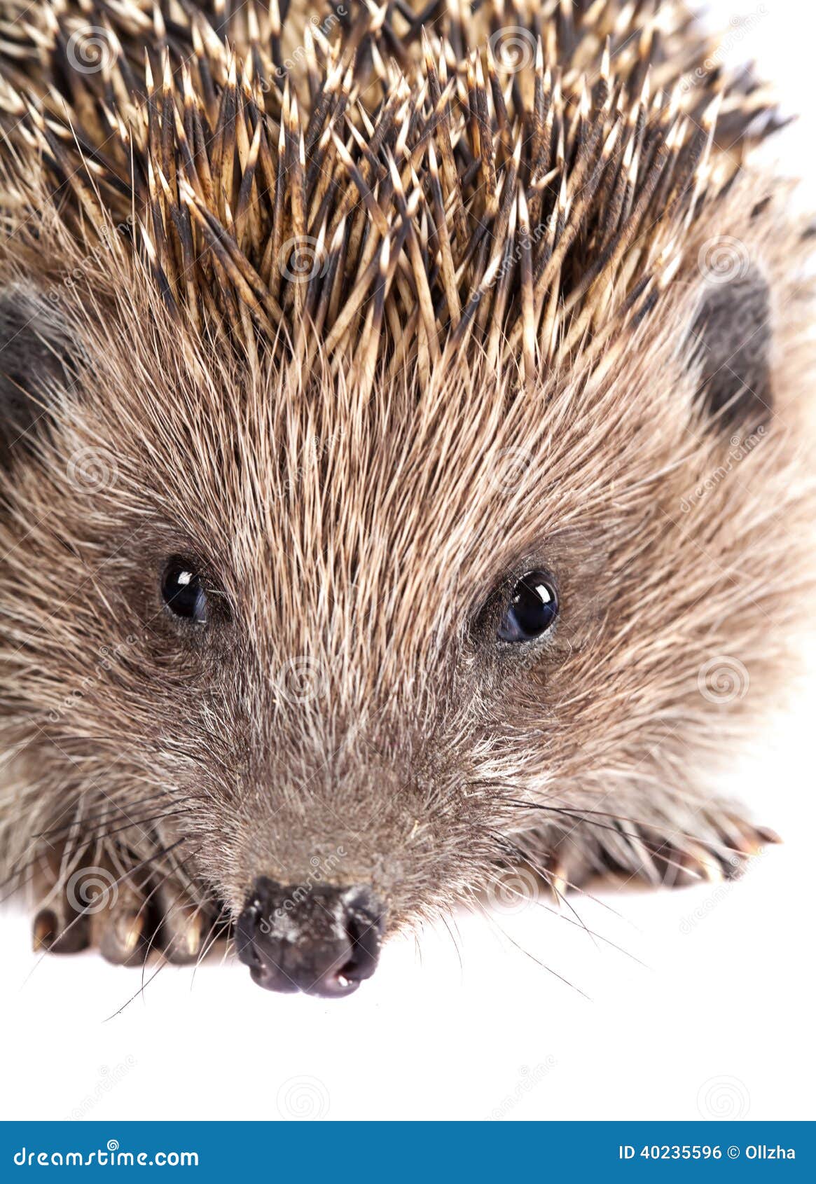Cute Wild Hedgehog Portrait on White Stock Photo - Image of prickly ...