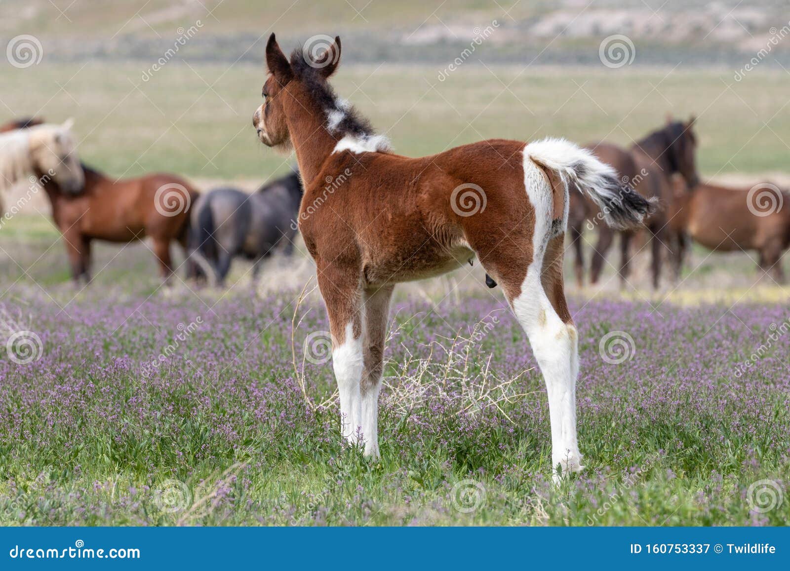 Cute Wild Horse Foal in Spring Stock Image - Image of mustang ...