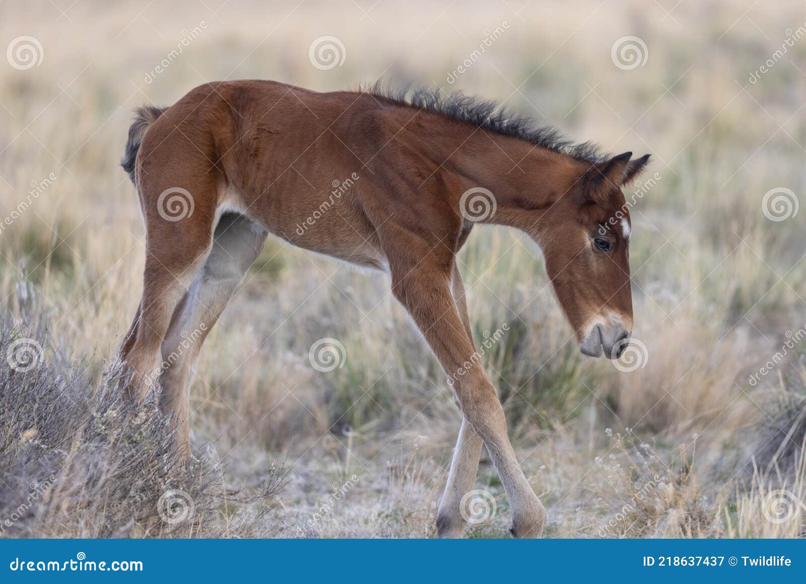 Cute Wild Horse Foal in Spring Stock Image - Image of animal, equine ...