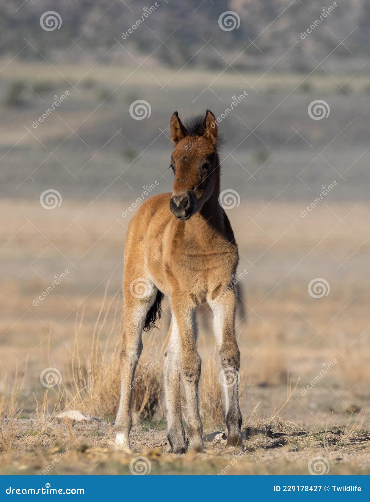 Cute Wild Horse Foal in Utah in Spring Stock Image - Image of nature ...
