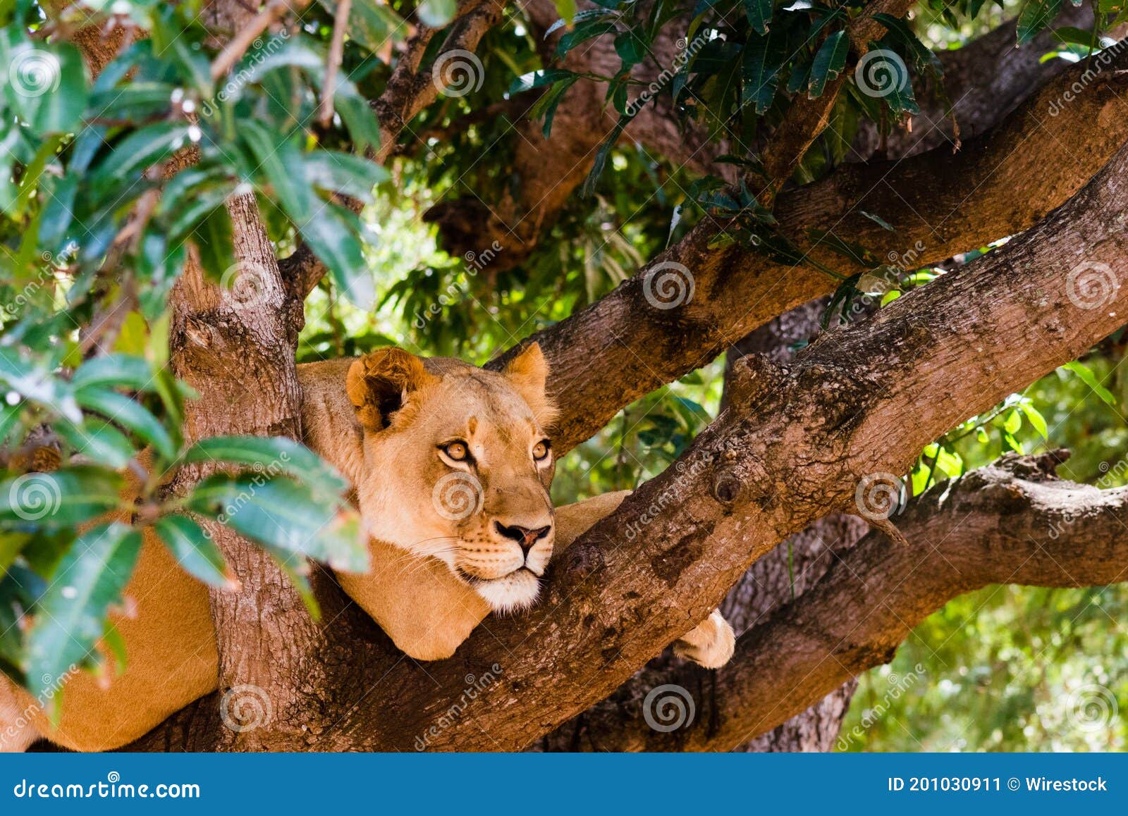 Cute Wild Lioness on the Tree in the Forest Stock Image - Image of ...