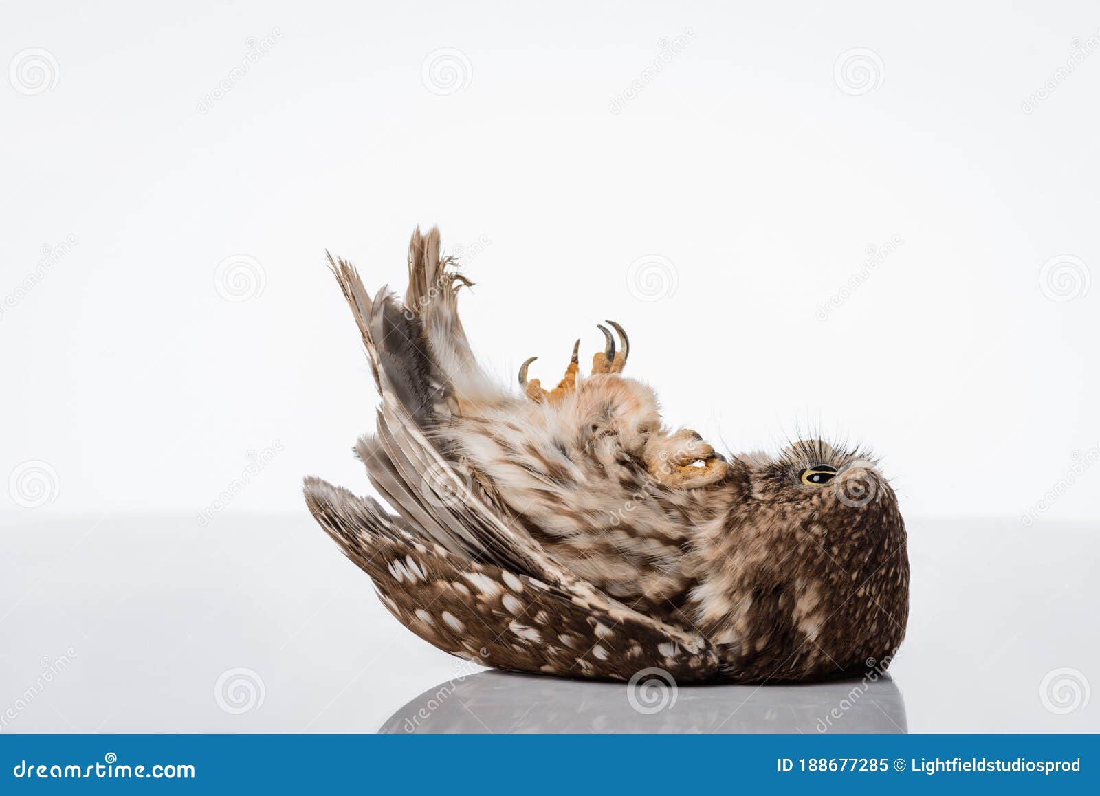 Cute Wild Owl Lying on Surface Stock Image - Image of backdrop, natural ...