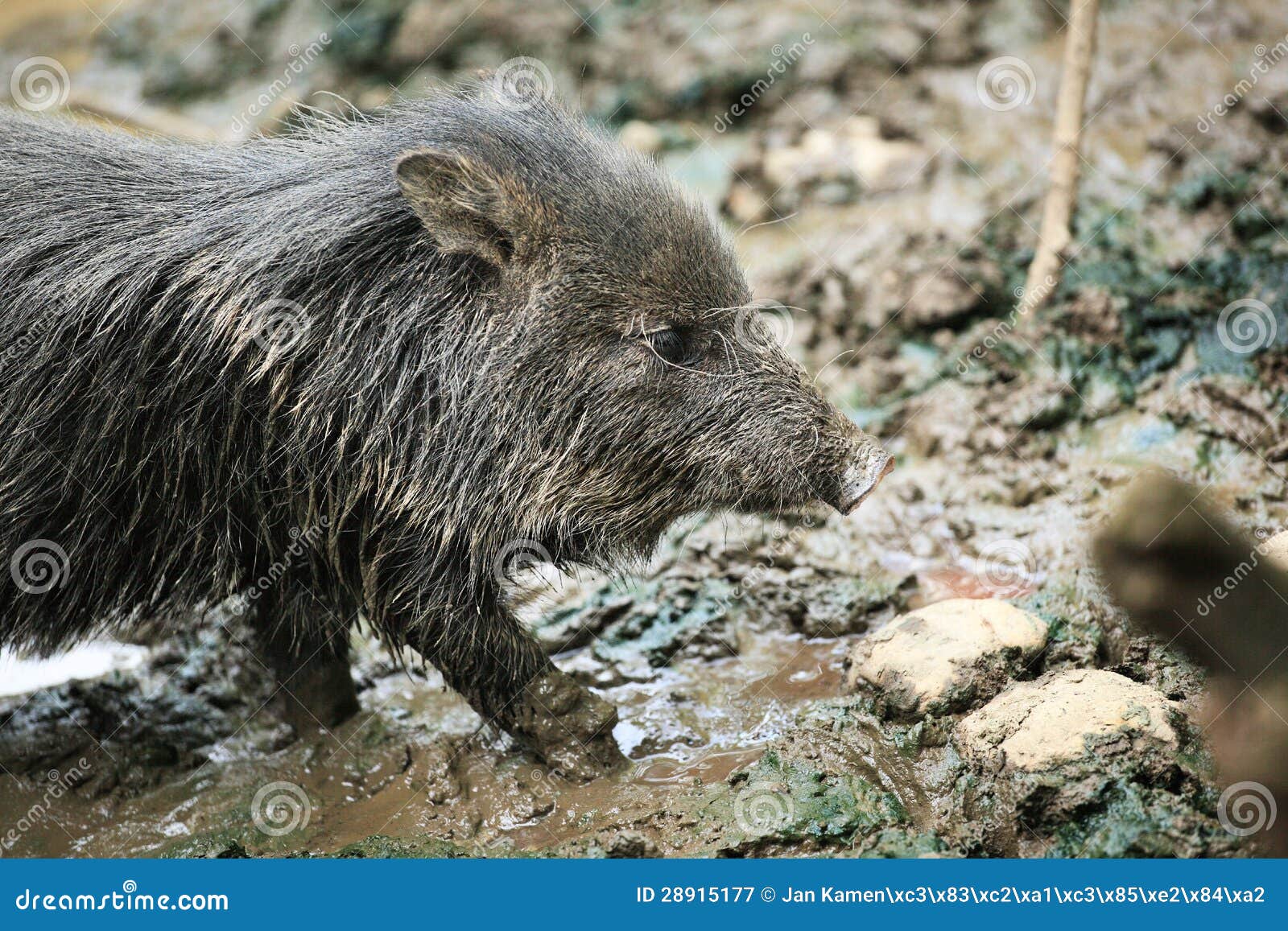 Cute Wild Pig Cub in the Mud Stock Image - Image of mexico, desert ...