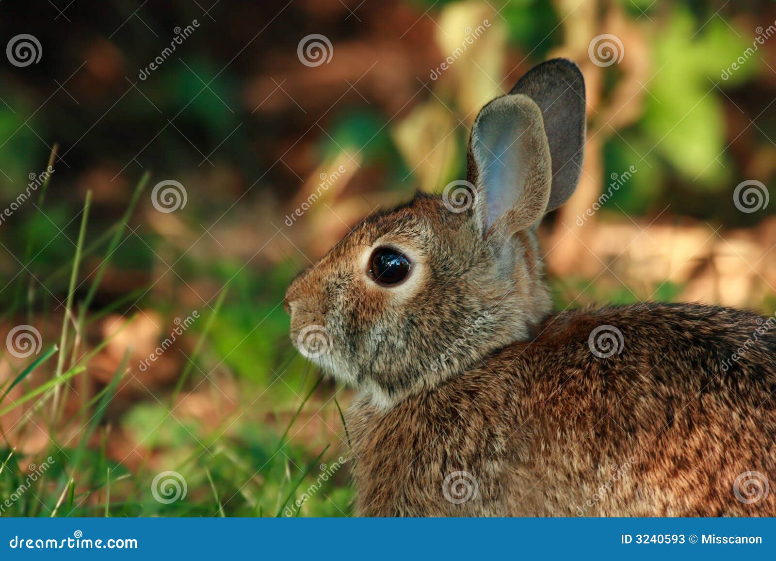 Cute wild rabbit stock image. Image of brilliance, backyard - 3240593