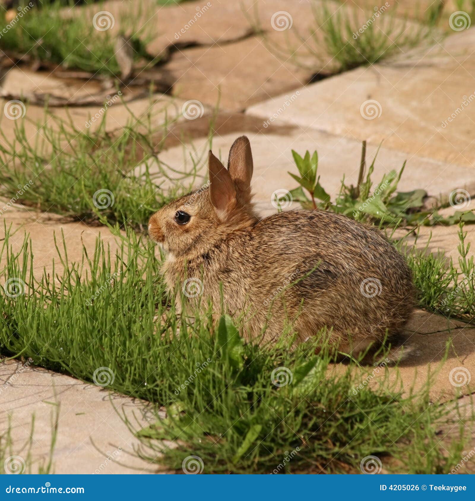 Cute wild rabbit stock photo. Image of wildlife, wild - 4205026