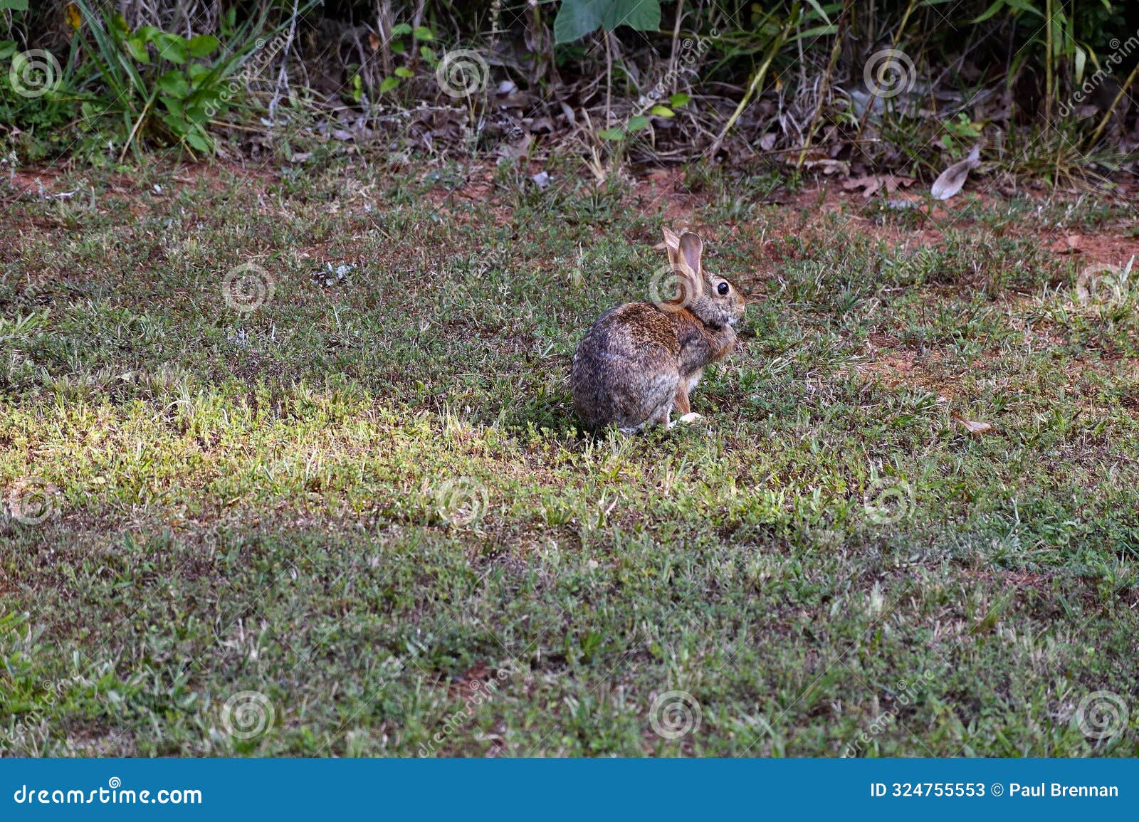 Cute Wild Rabbit at Backyard. Stock Image - Image of ears, rabbit ...