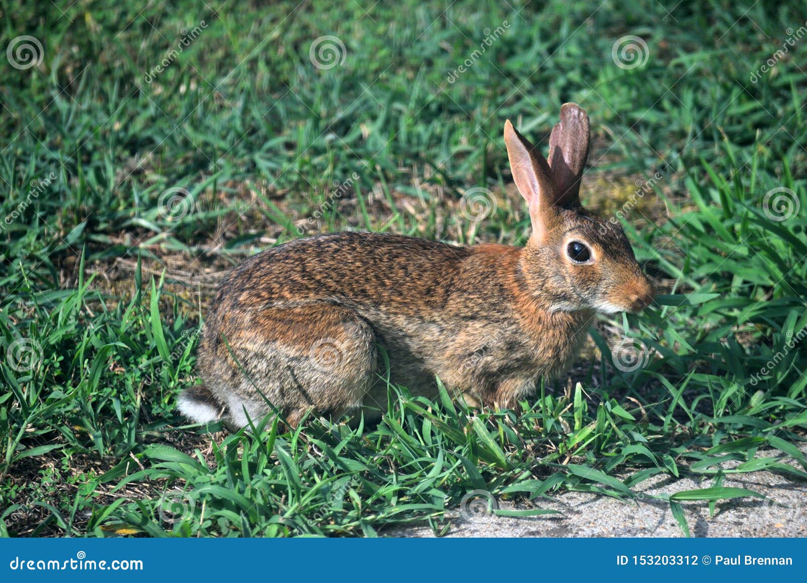 Cute Wild Rabbit in the Grass Stock Photo - Image of nature, wildlife ...