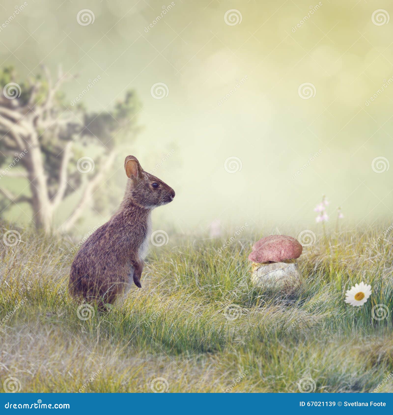 Cute Wild Rabbit stock image. Image of mushroom, stand - 67021139