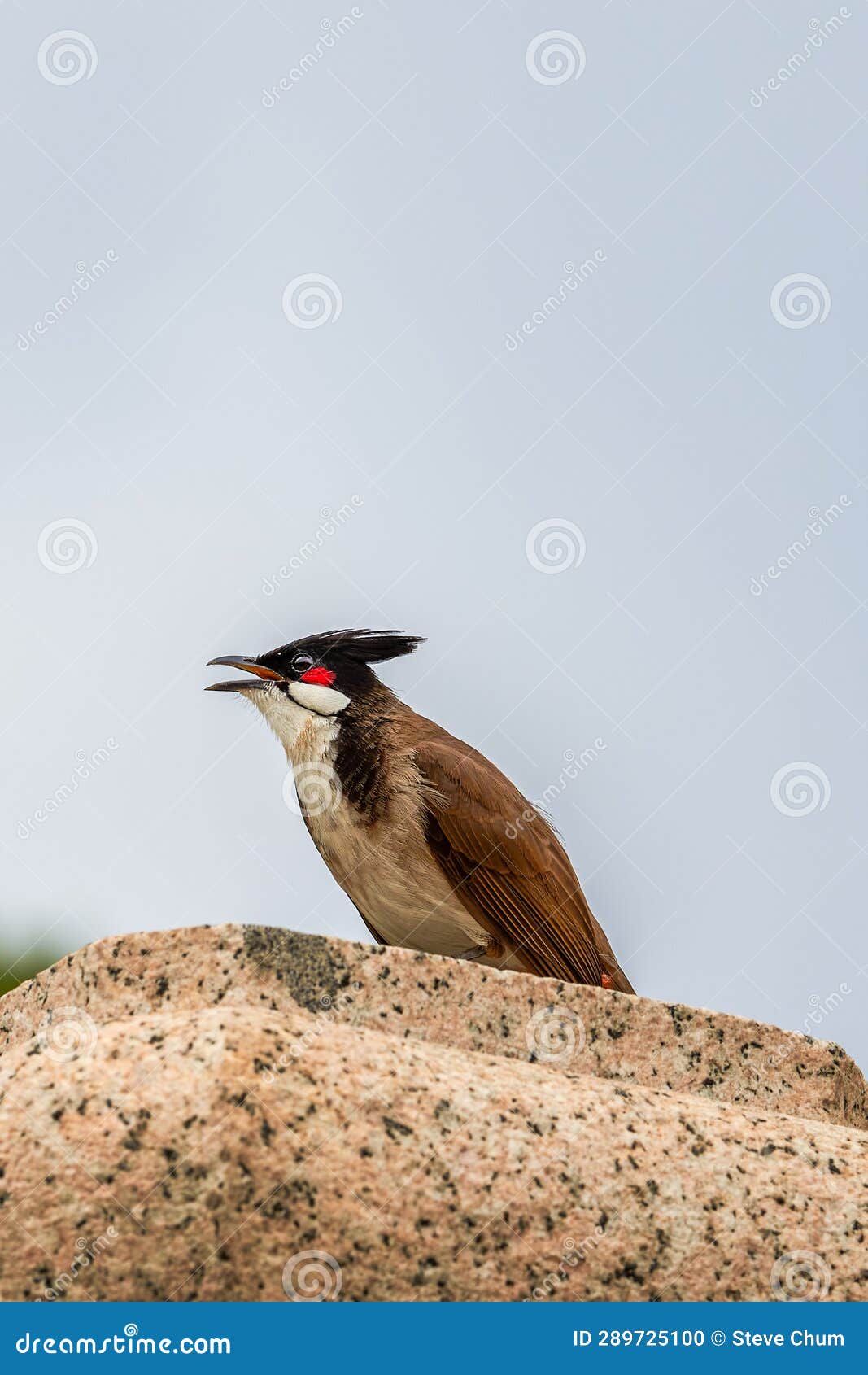 A Cute Wild Red-capped Bird Stock Photo - Image of robin, finch: 289725100