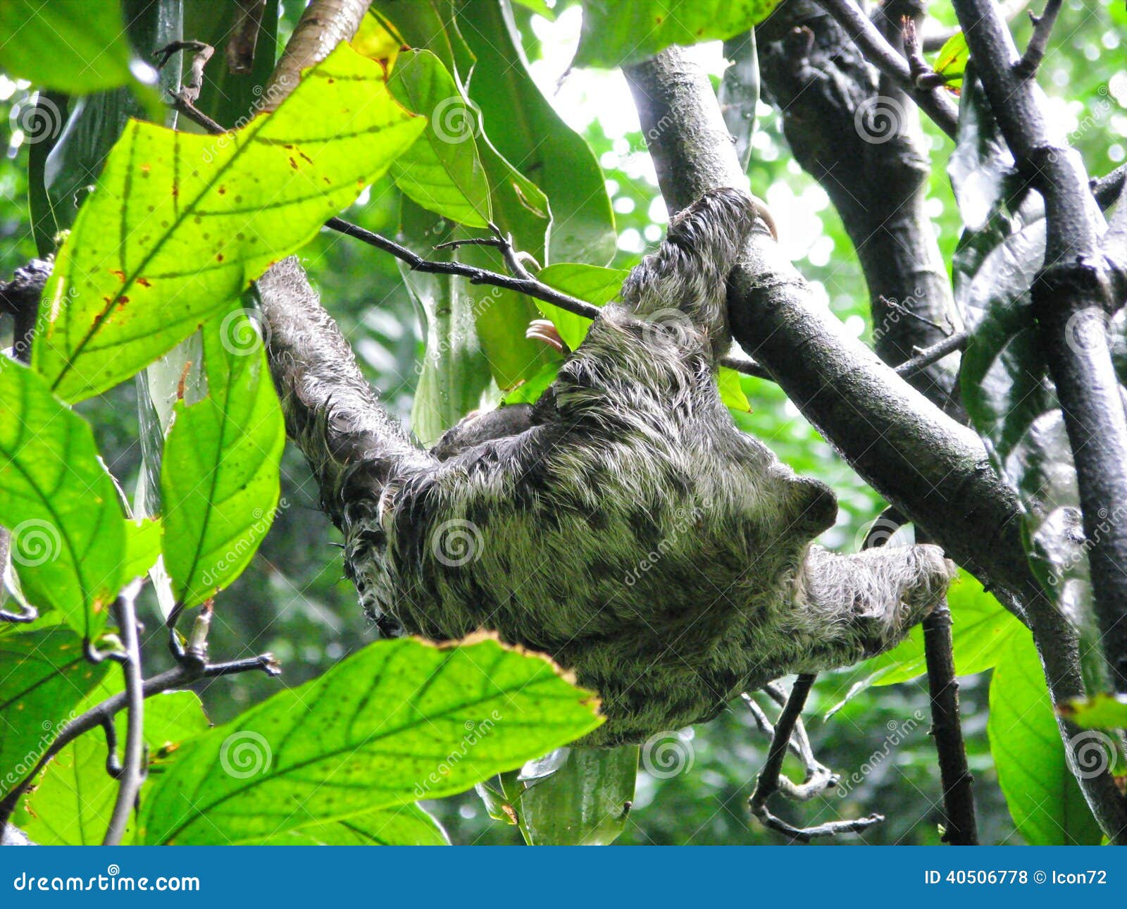 Cute Wild Sloth from Amazonia, Brazil Stock Photo - Image of fauna ...