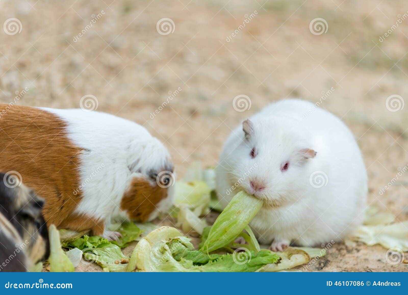 Cute Wild White Rat and Hamster Stock Photo - Image of rodent, furry ...