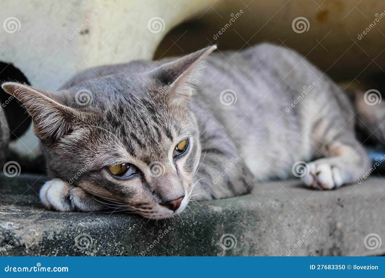 Cute wildcat stock photo. Image of carnivore, forest - 27683350