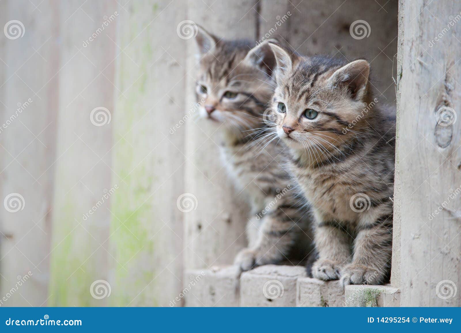 Cute Wildcat Babies Photos - Free & Royalty-Free Stock Photos from ...