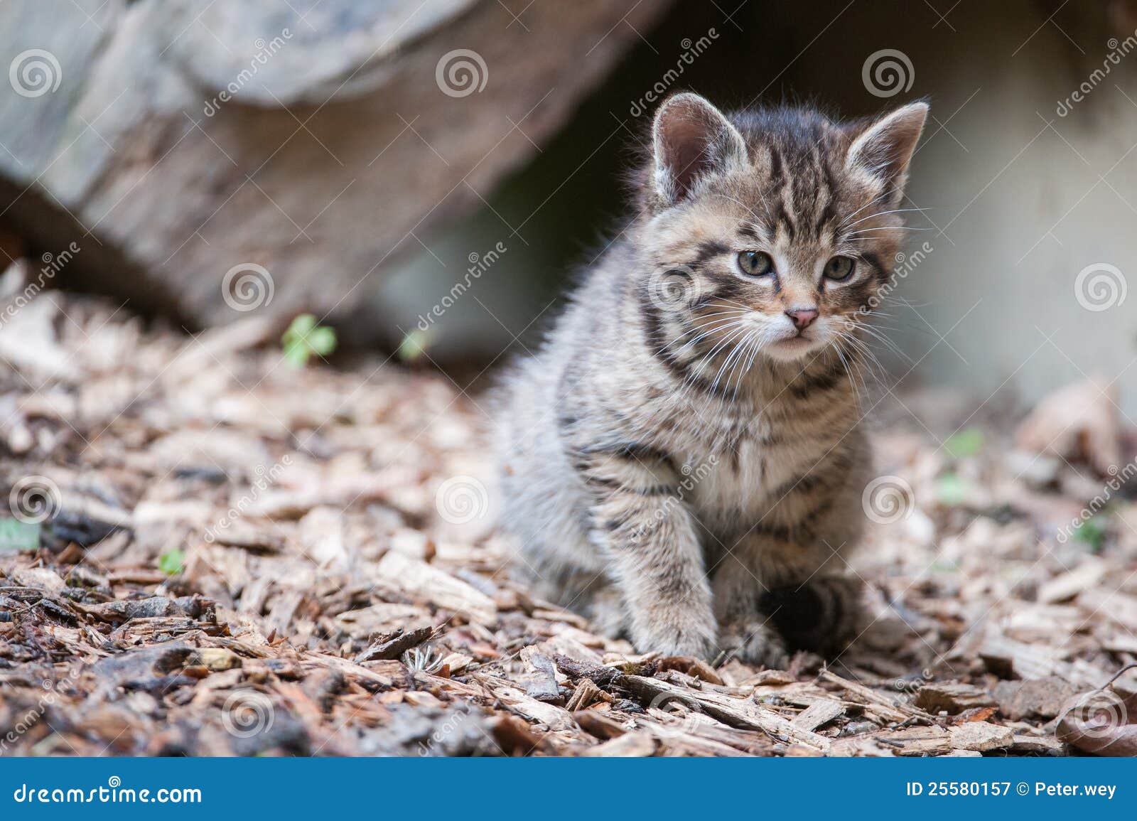Cute wildcat baby stock image. Image of whiskers, adorable - 25580157