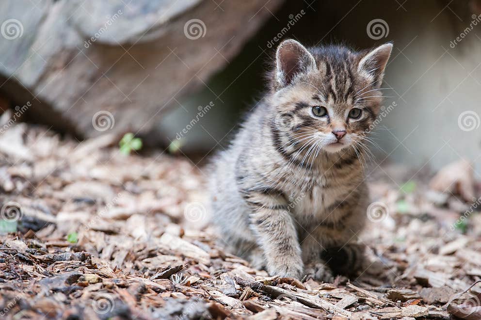 Cute wildcat baby stock image. Image of whiskers, adorable - 25580157