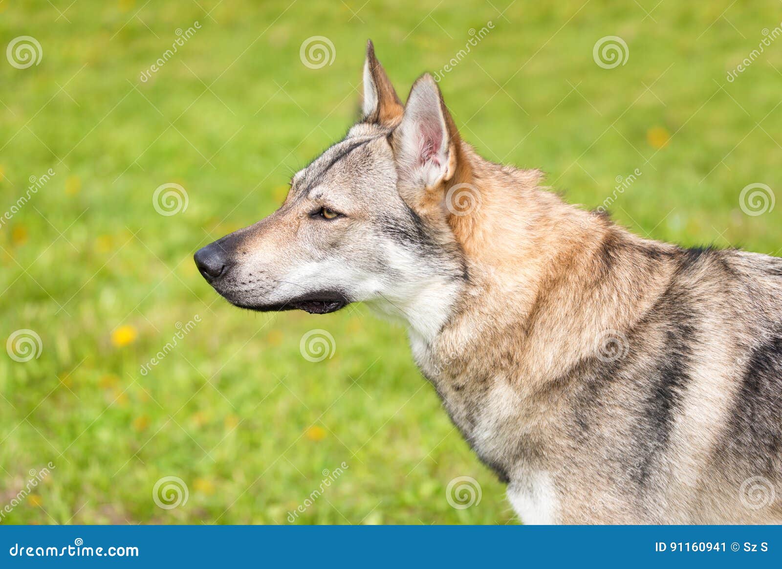 Cute wolf dog in the park stock image. Image of card - 91160941