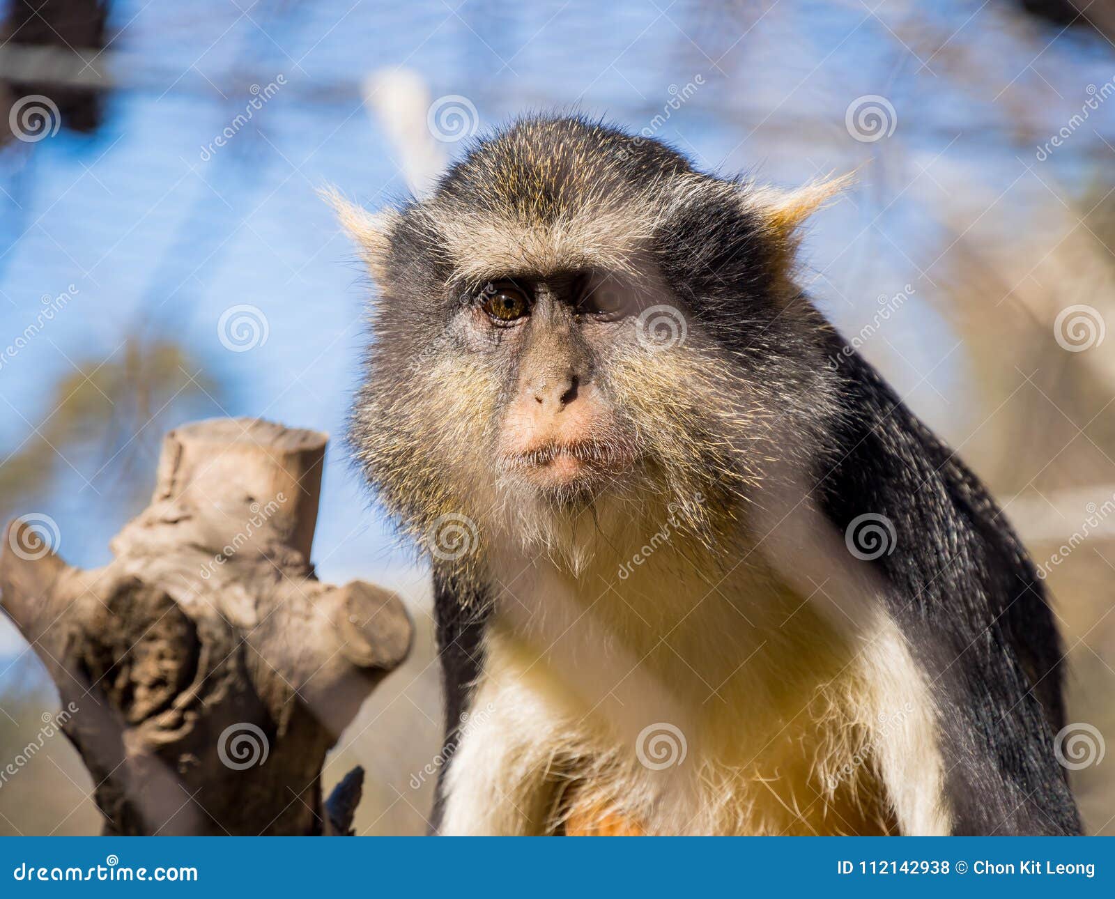 Cute Wolf S Guenon, Cercopithecus Wolfi Stock Photo - Image of sunny ...