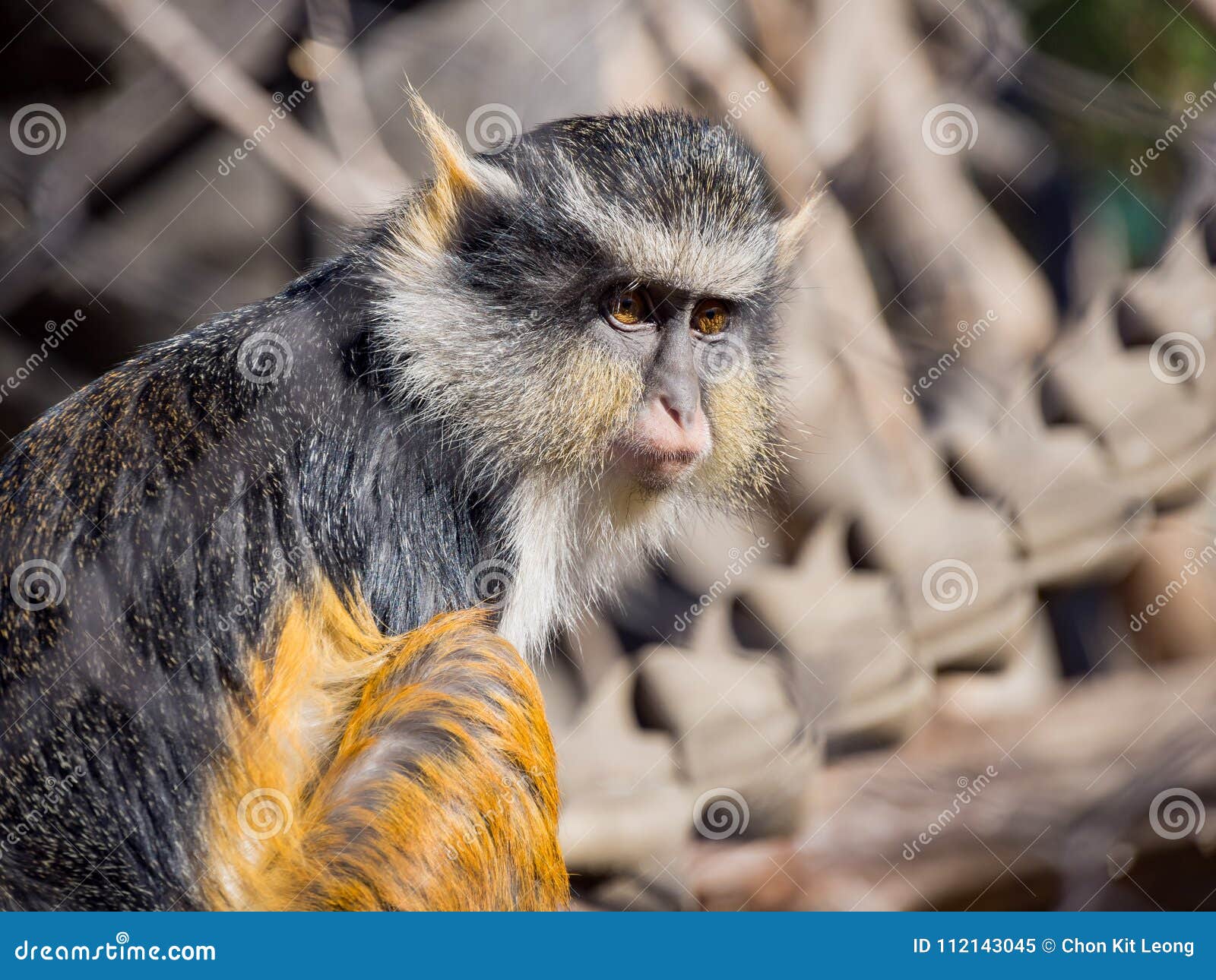 Cute Wolf S Guenon, Cercopithecus Wolfi Stock Image - Image of monkey ...