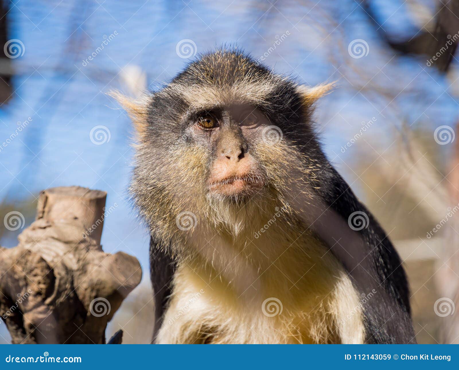 Cute Wolf S Guenon, Cercopithecus Wolfi Stock Image - Image of morning ...