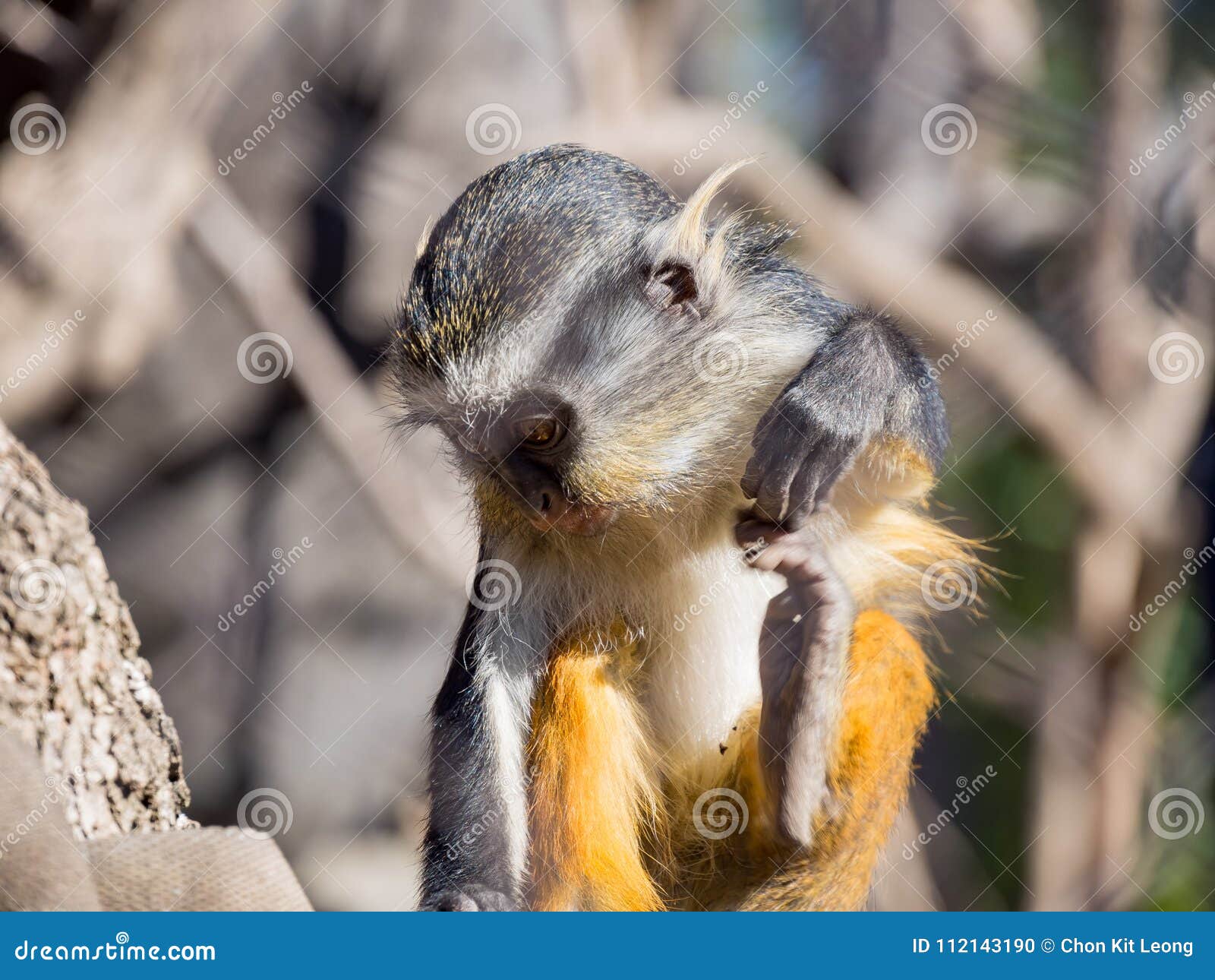 Cute Wolf S Guenon, Cercopithecus Wolfi Stock Photo - Image of sunny ...