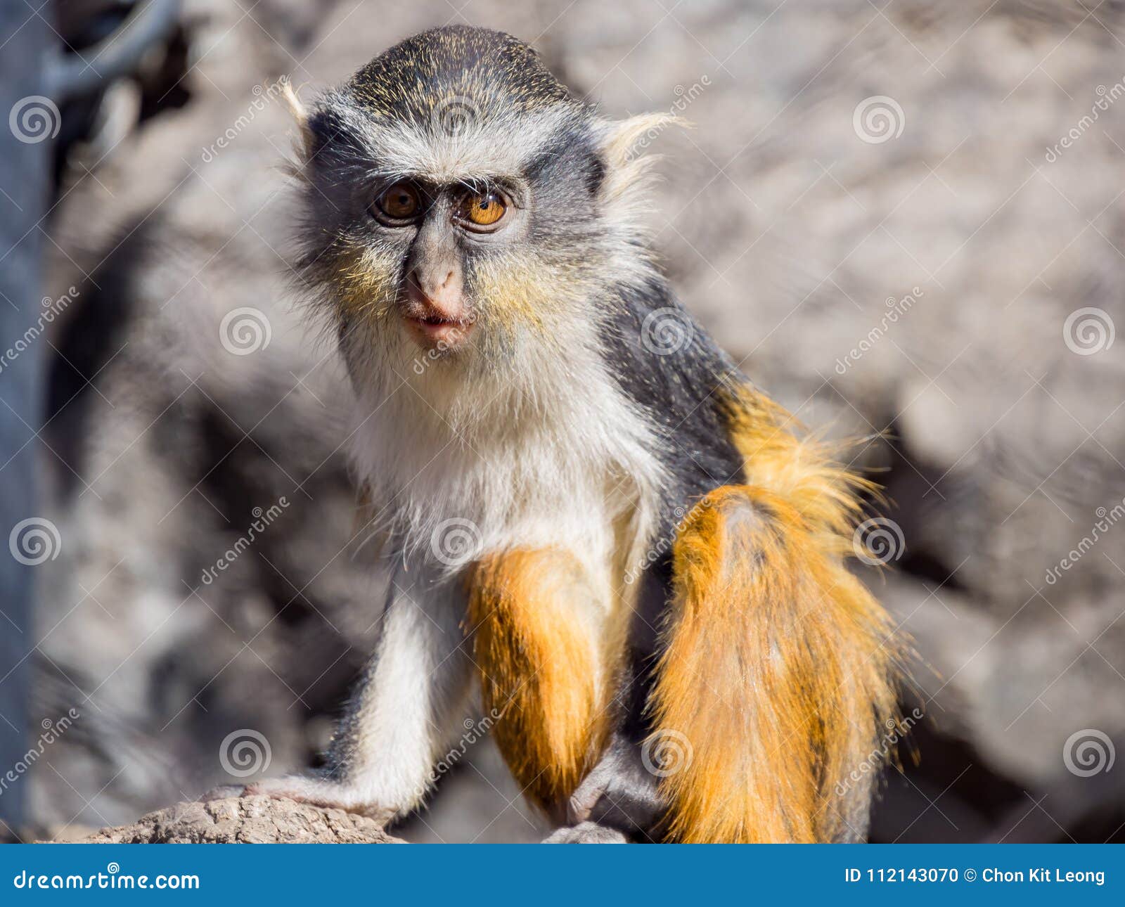 Cute Wolf S Guenon, Cercopithecus Wolfi Stock Photo - Image of wolfi ...