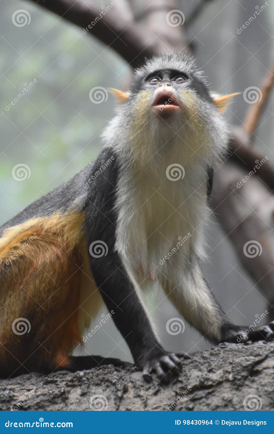 Wolf`s Guenon Monkey Gazing Up at Another Monkey Stock Photo - Image of ...